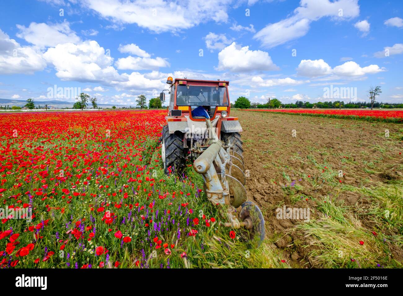 tractor harvesting at poppy field Stock Photo - Alamy