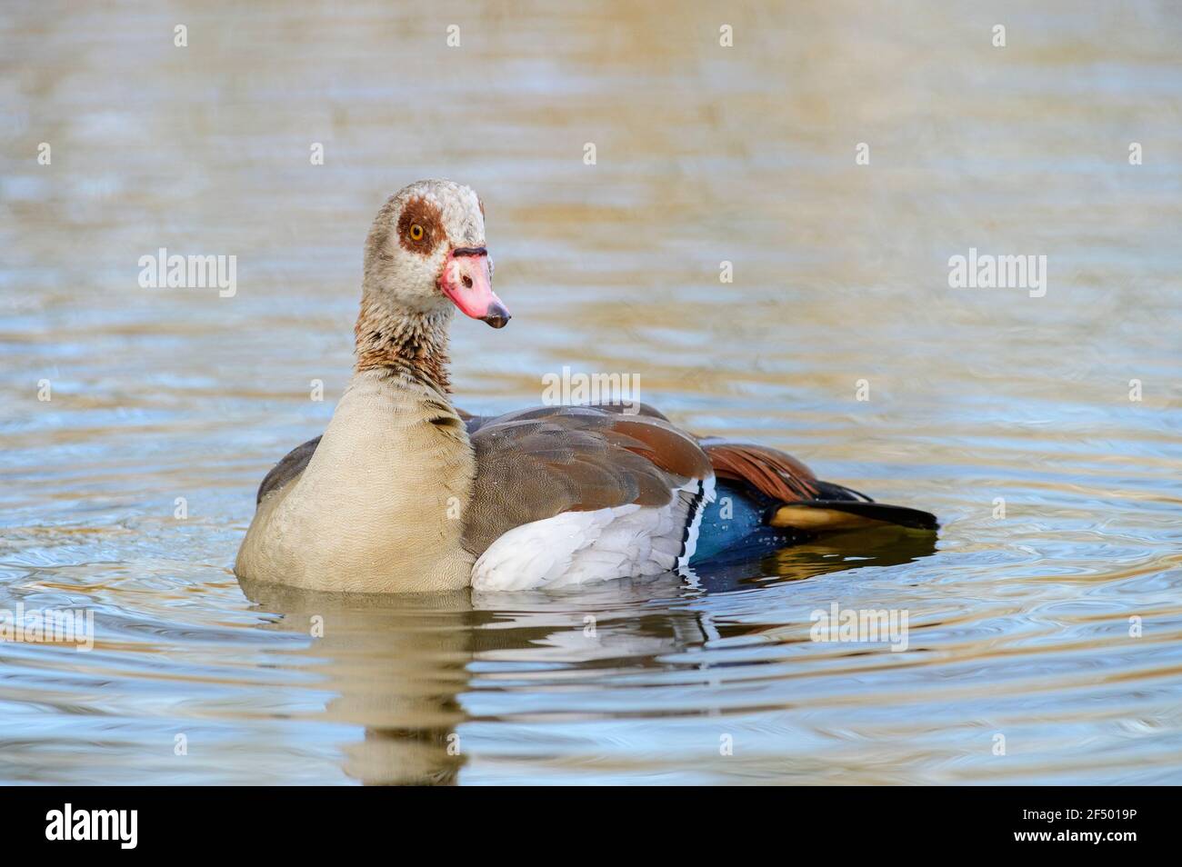 Exotic Goose High Resolution Stock Photography and Images - Alamy