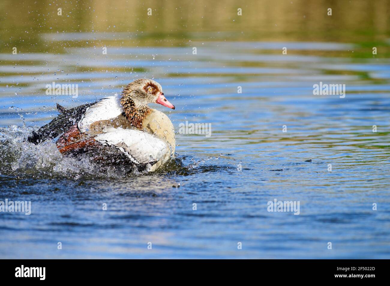 Bathing goose hi-res stock photography and images - Alamy