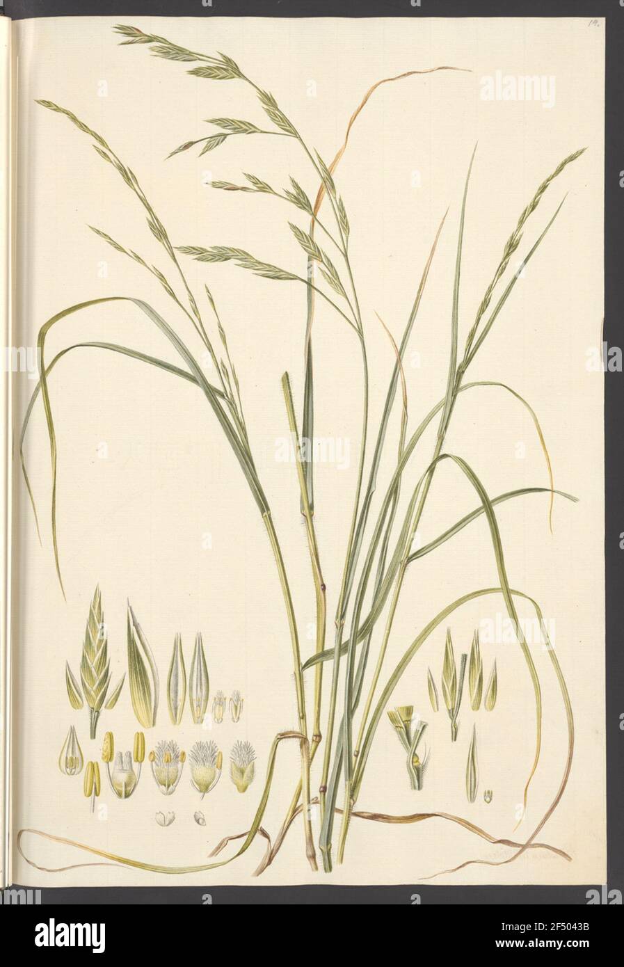 Festuca green grass hi-res stock photography and images - Alamy