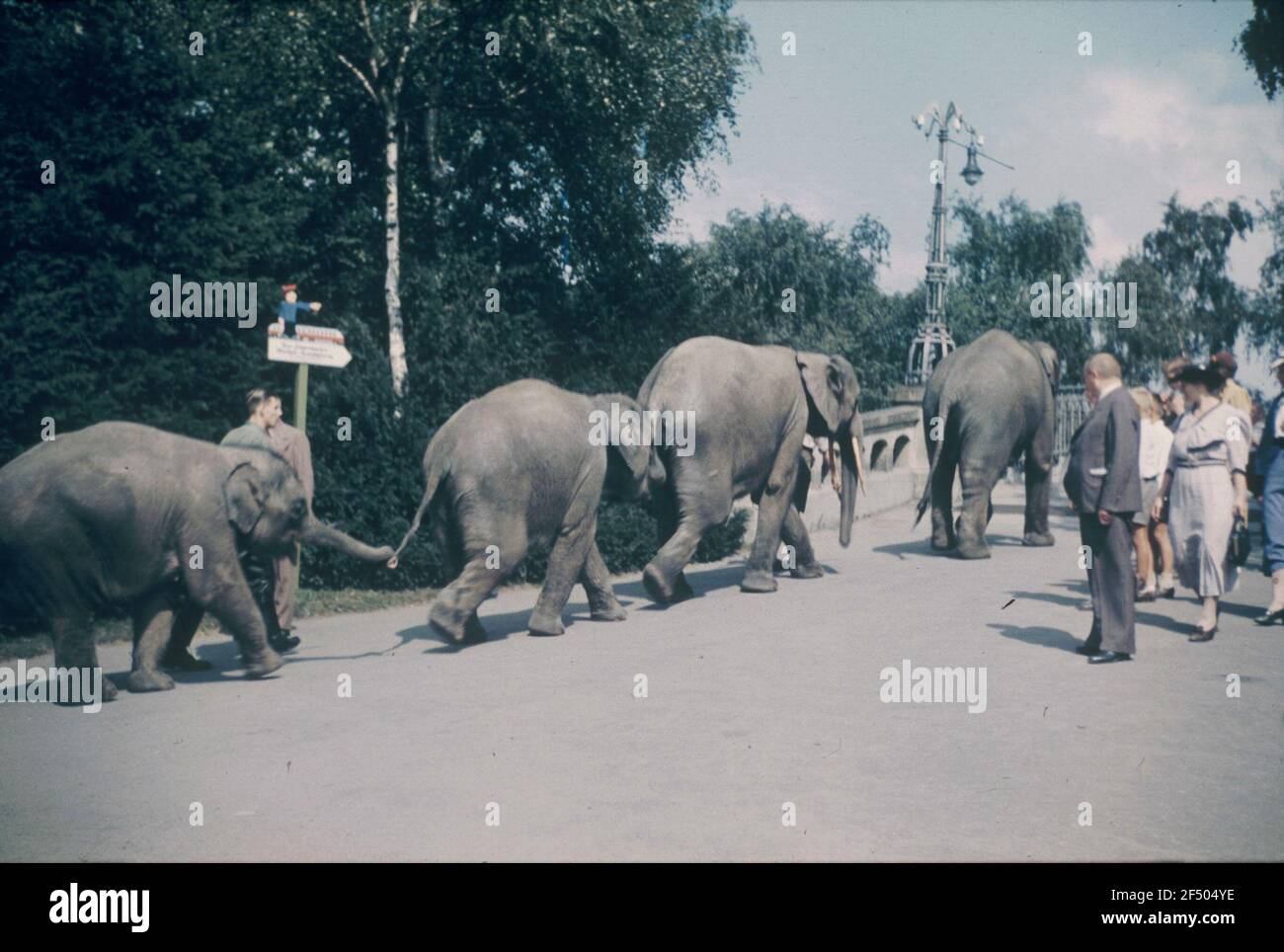 Marching elephant hi-res stock photography and images - Alamy