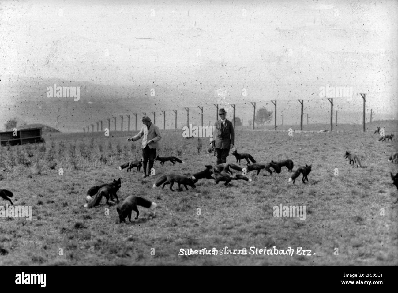 Farm animals management Black and White Stock Photos & Images - Alamy