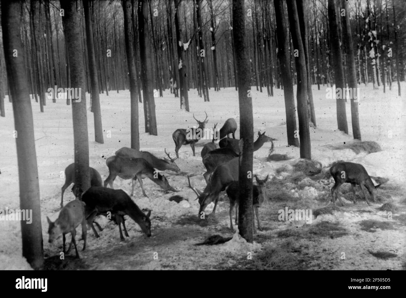 Deer in beech stock at the corpseweg Stock Photo - Alamy