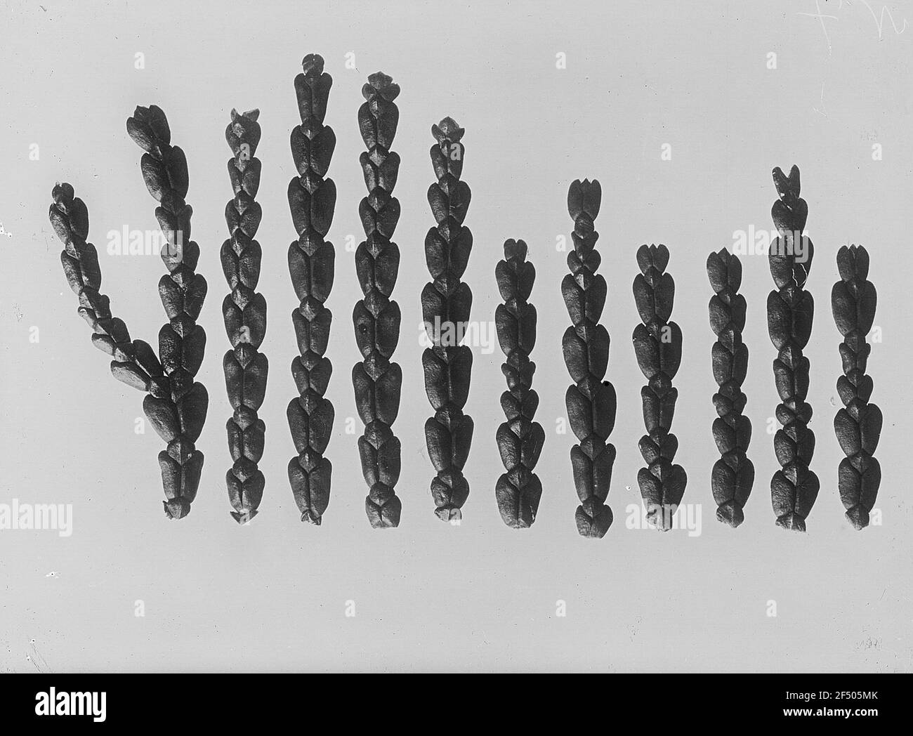 Hiba Tree (Thujopsis Dolabrata), branches Stock Photo - Alamy