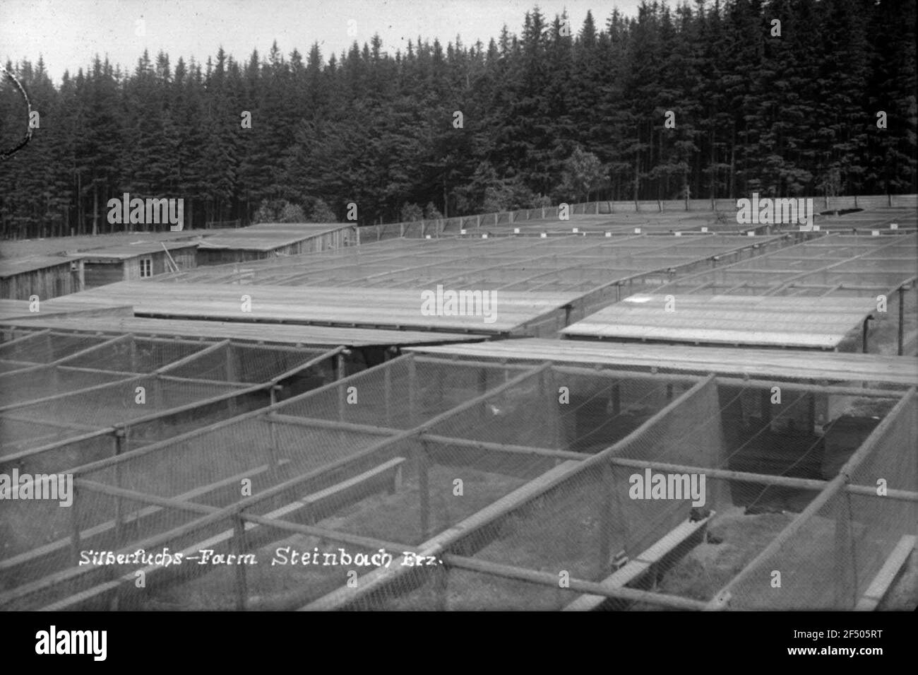 Silver fox farm - the plant Stock Photo - Alamy