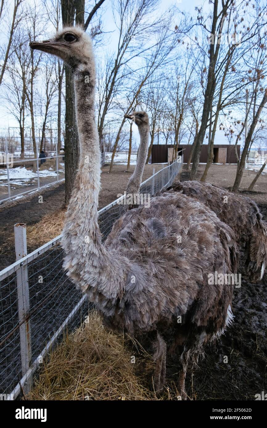 Curious ostriches hi-res stock photography and images - Alamy