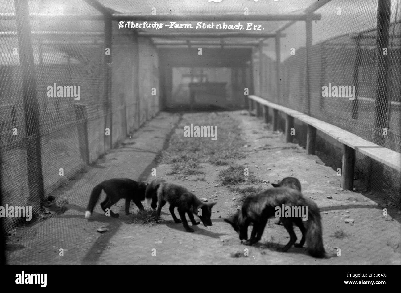 Silver fox farm - plant with foxes Stock Photo - Alamy