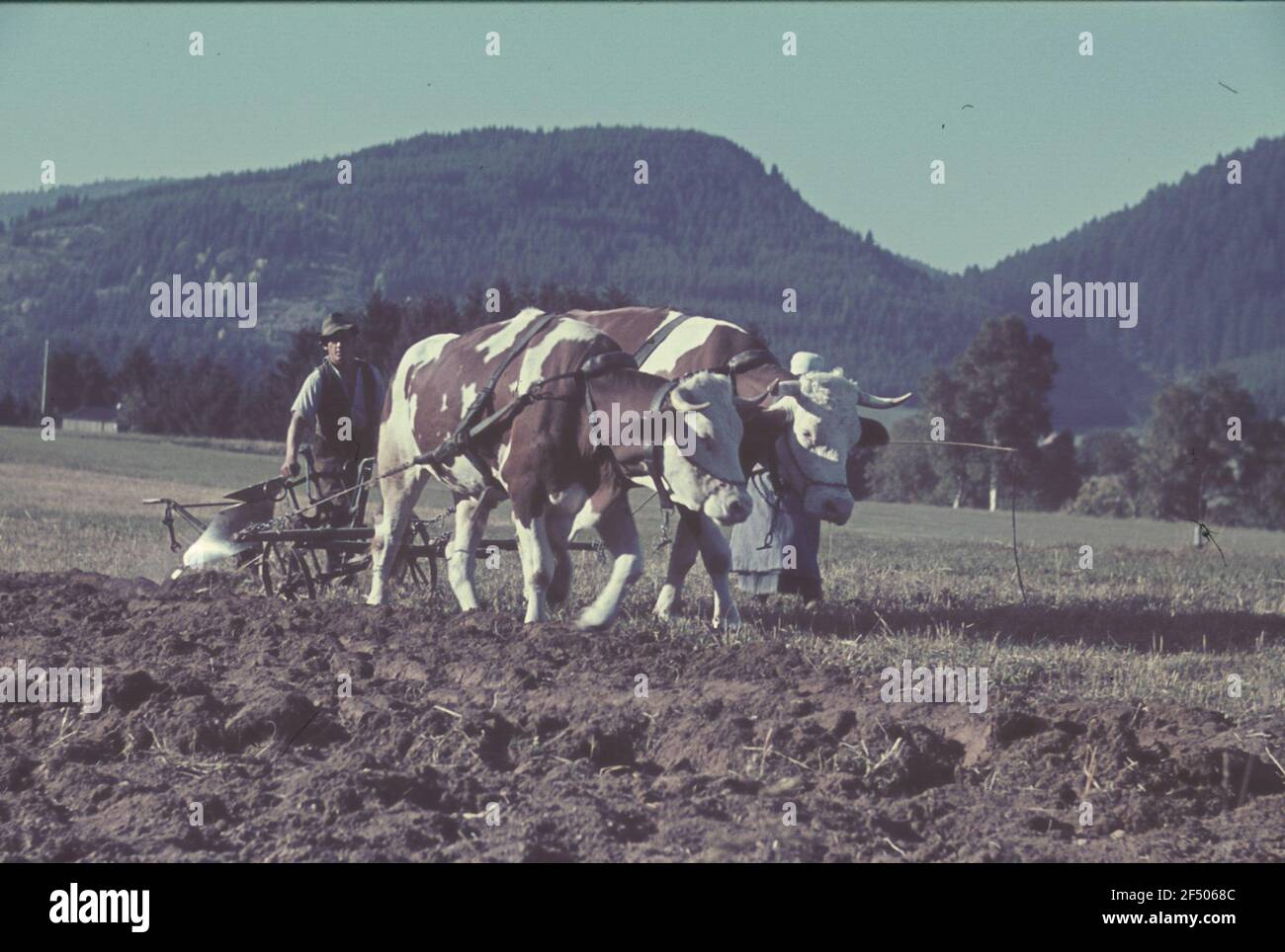 German ox team hi-res stock photography and images - Alamy