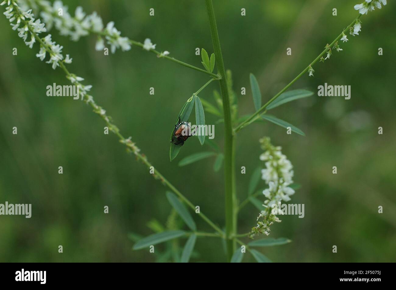 White sweet clover and beetle Stock Photo - Alamy