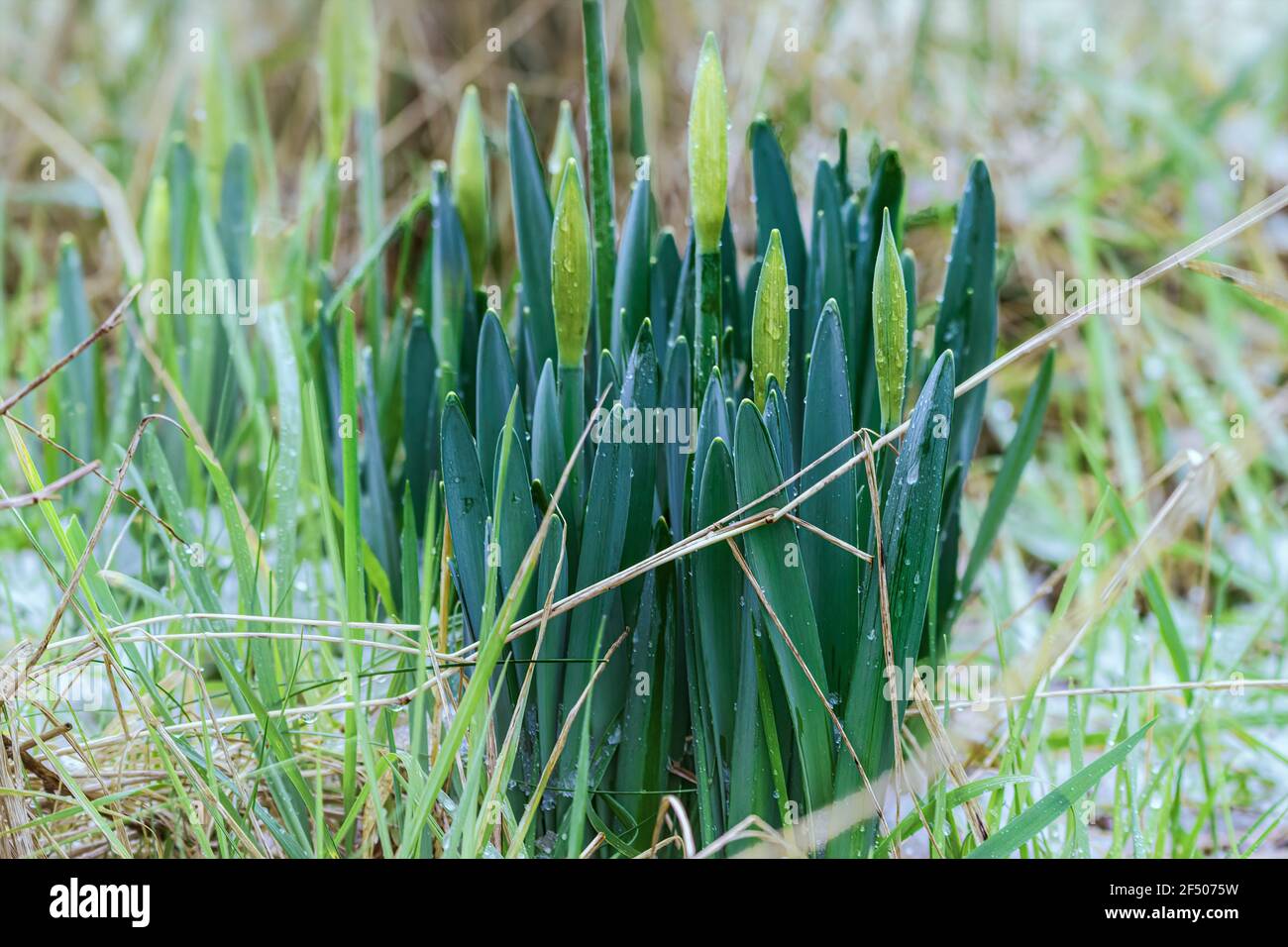 Winter in Ireland. Group of Daffodils flowers in light snow weather ...