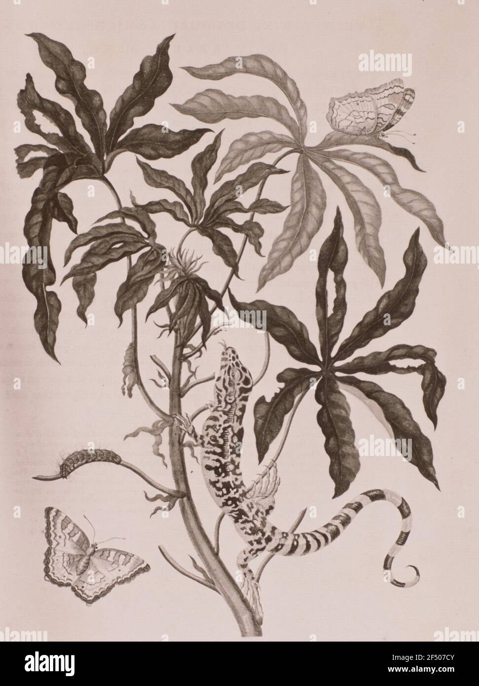 Maria merian book hi-res stock photography and images - Alamy