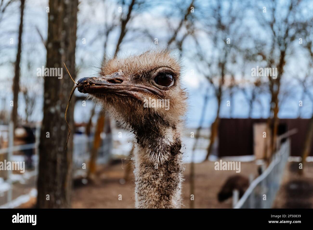 Ostriches in zoo curious hi-res stock photography and images - Alamy