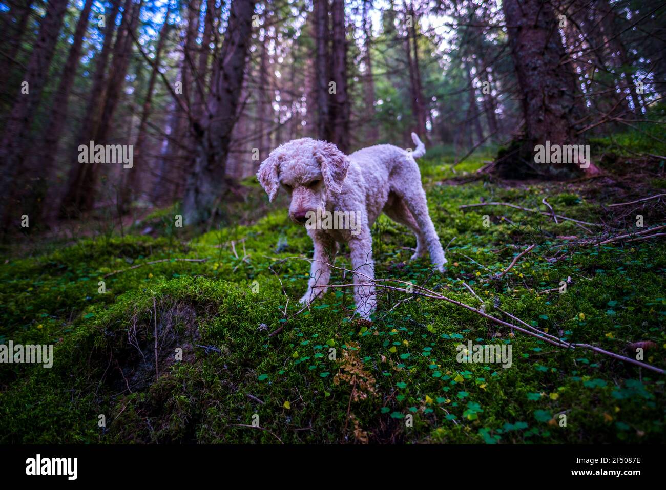 Cute dog in the forest Stock Photo - Alamy
