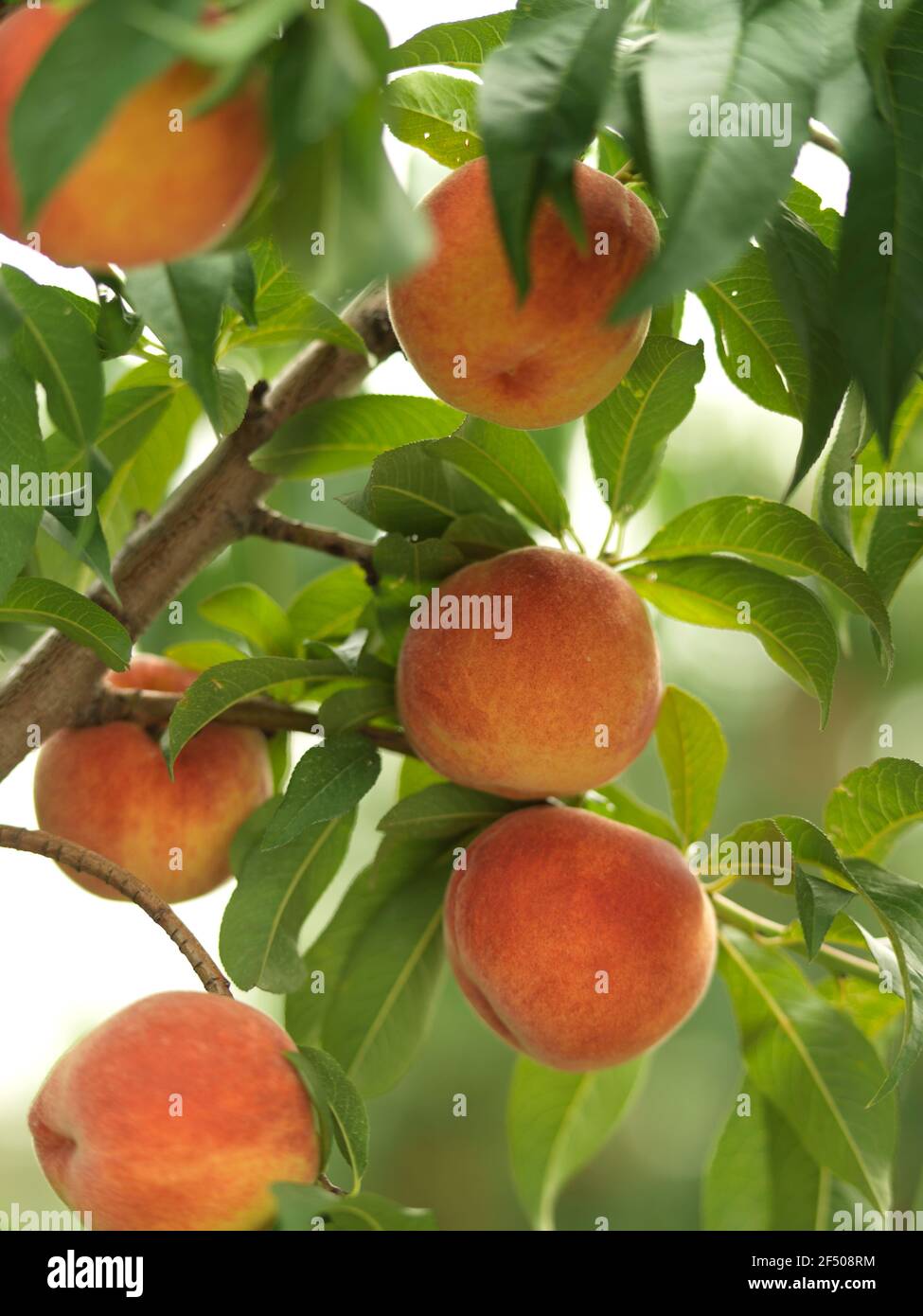 Canada,Ontario,Niagara on the Lake, ripe peaches on the tree Stock ...