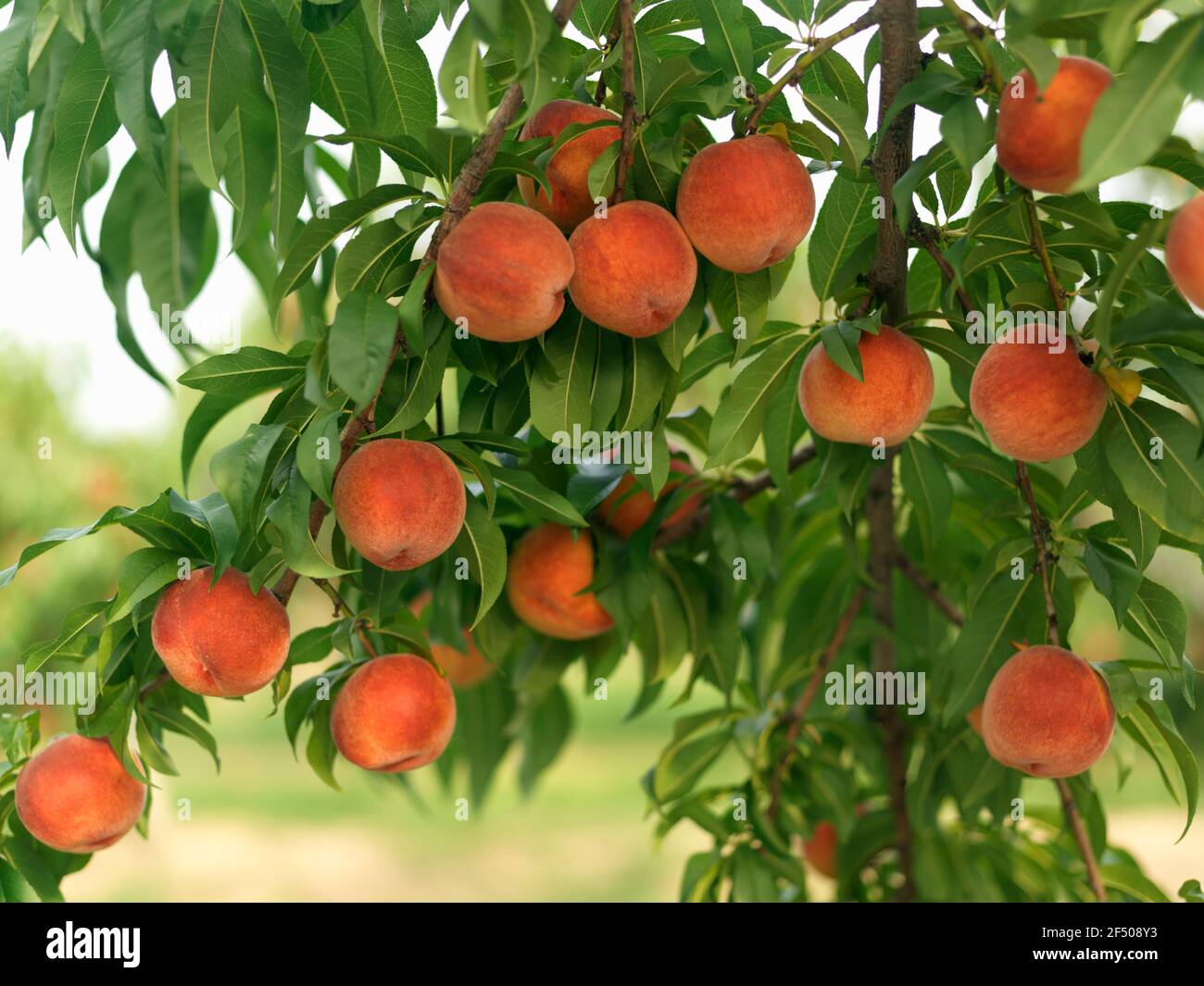 Tree ripened peaches hi-res stock photography and images - Alamy