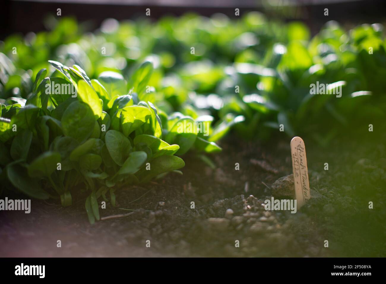 Garden spinach hi-res stock photography and images - Alamy