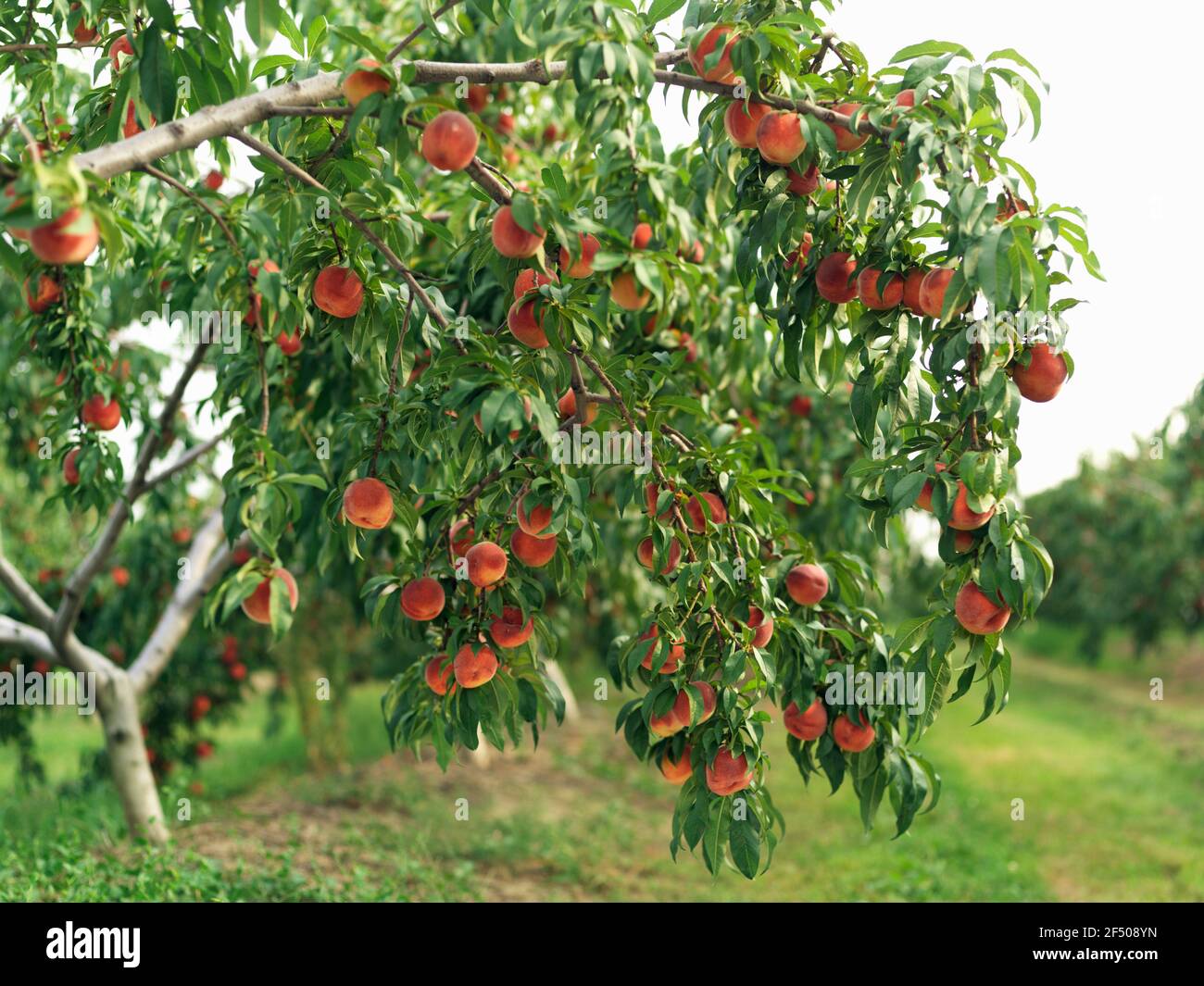Summer tree hi-res stock photography and images - Alamy