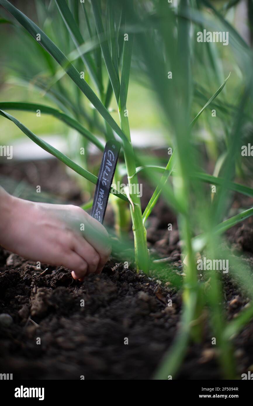 Plant care label hi-res stock photography and images - Alamy