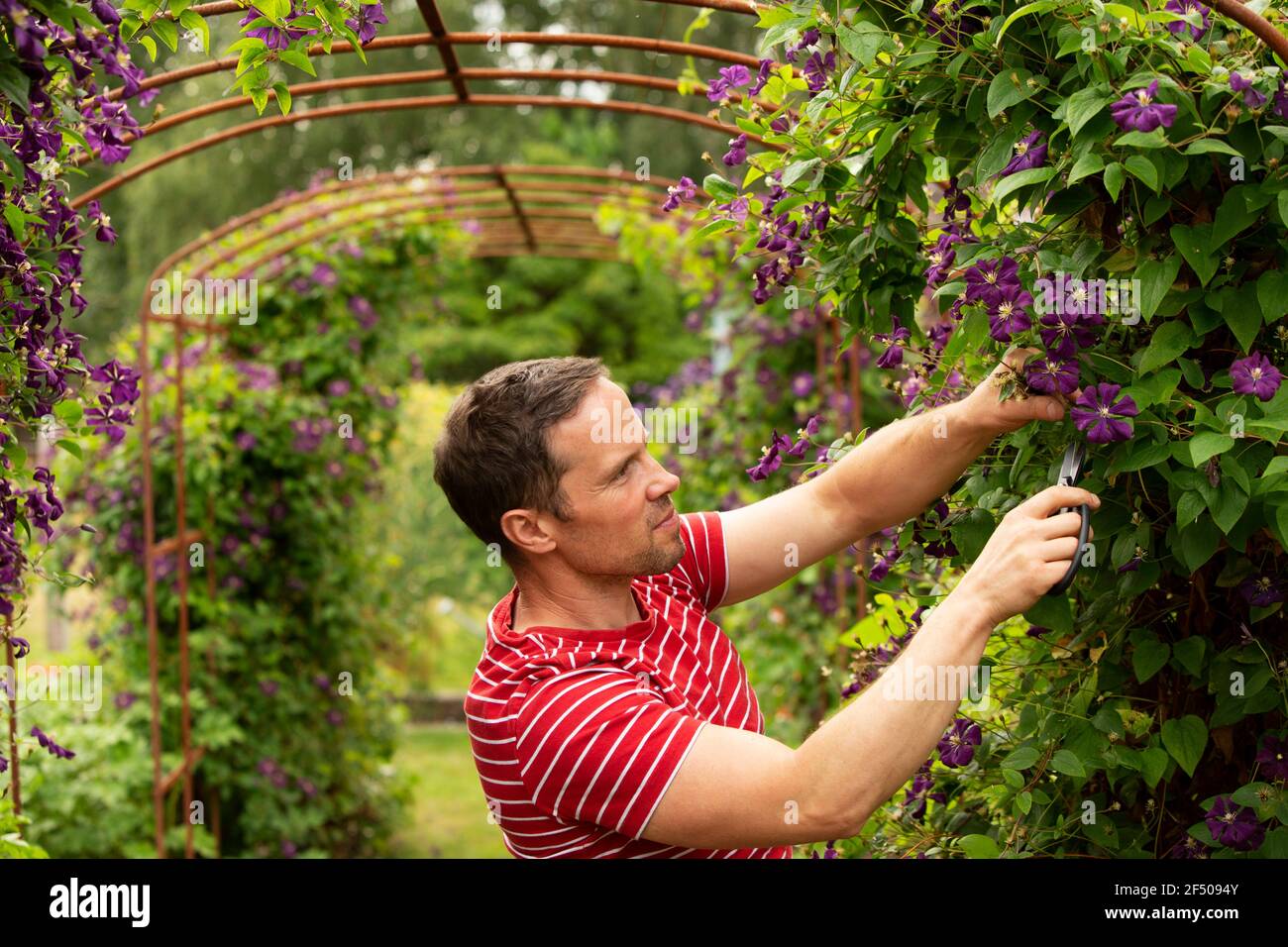Man pruning blooming ivy plant on trellis in summer garden Stock Photo ...