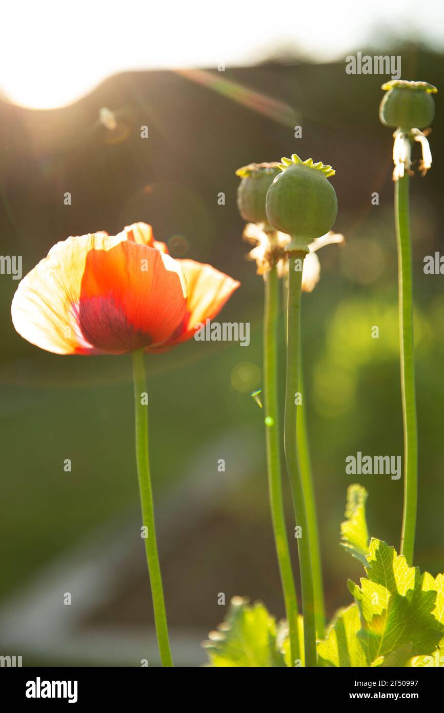 Poppy flower hi-res stock photography and images - Alamy