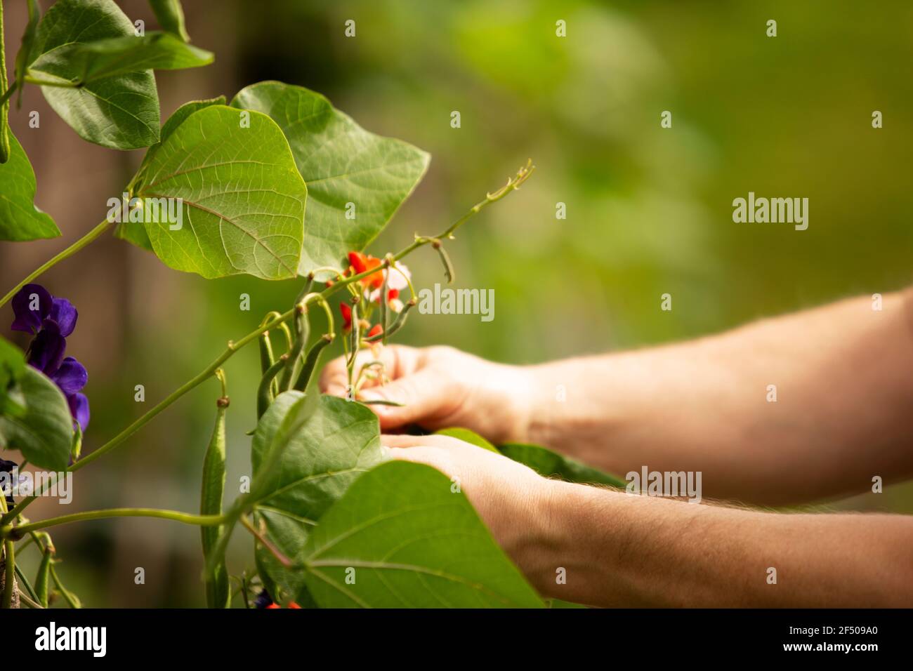 Bush bean plant hi-res stock photography and images - Alamy