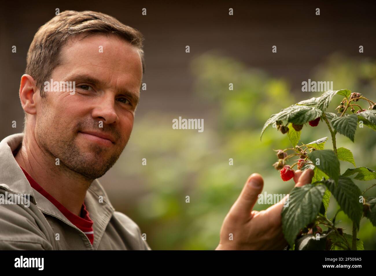 Close up portrait confident man tending to raspberry plant in garden ...