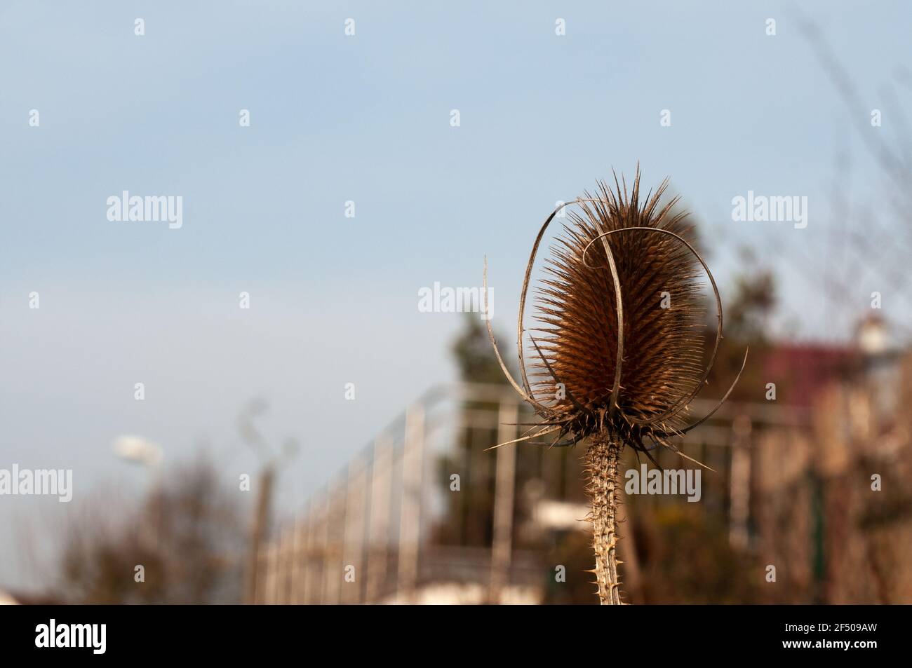 Close up wilted thistle hi-res stock photography and images - Alamy