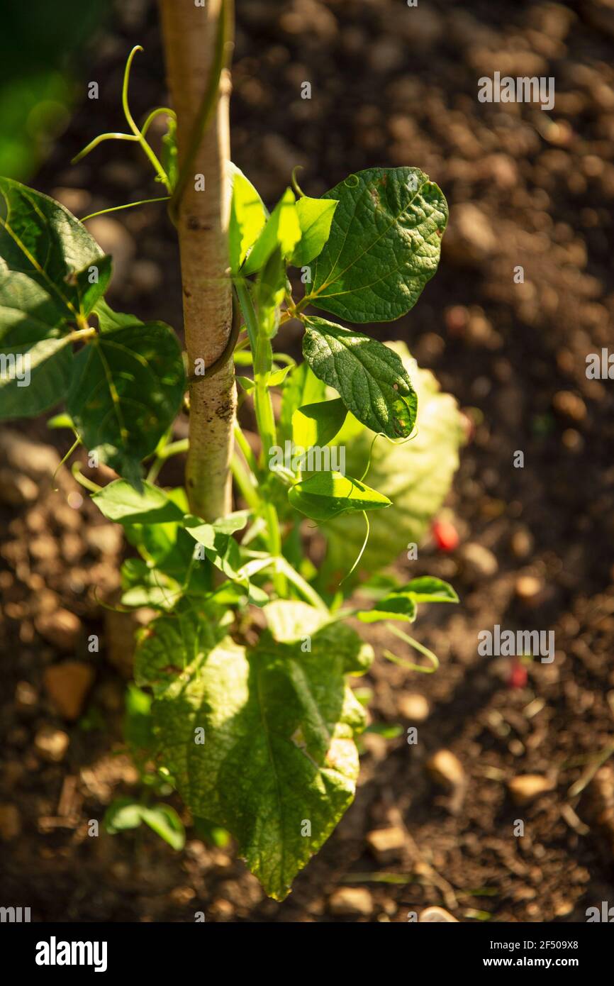 Stick plant hi-res stock photography and images - Alamy