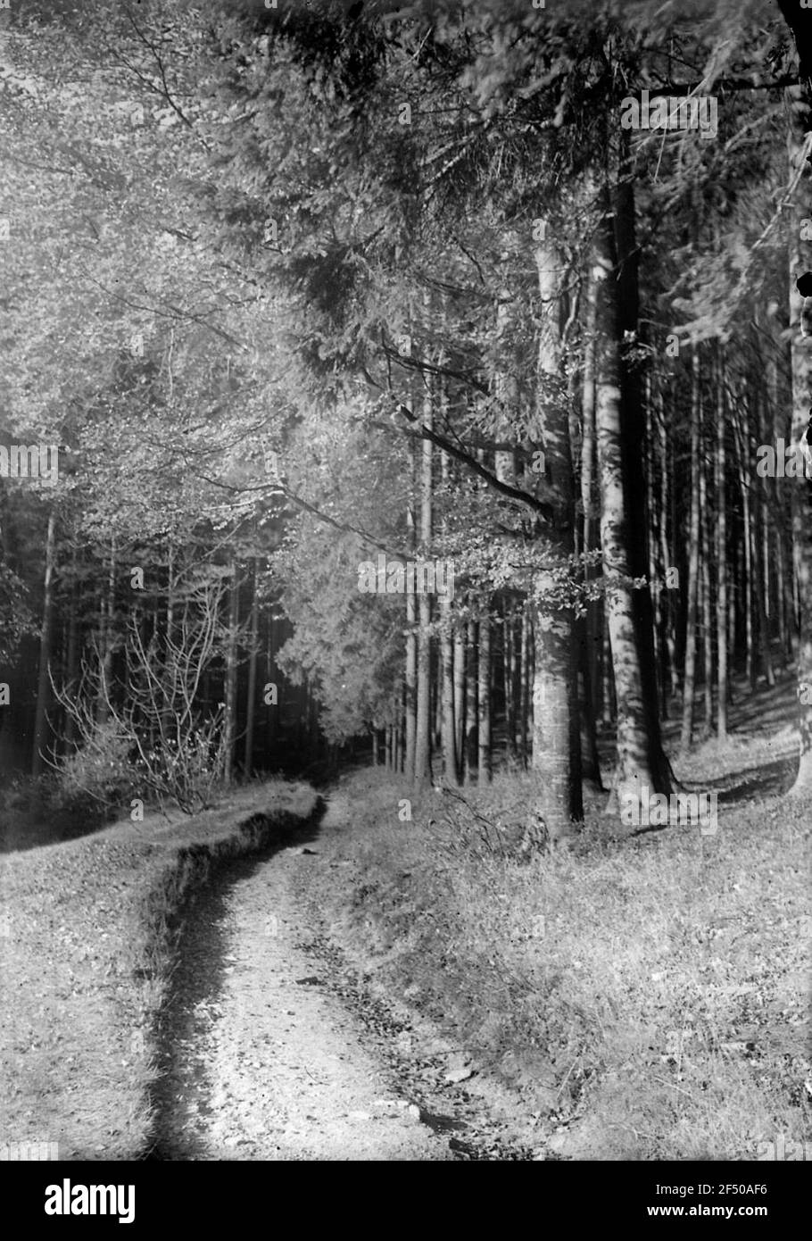 Beech border Black and White Stock Photos & Images - Alamy