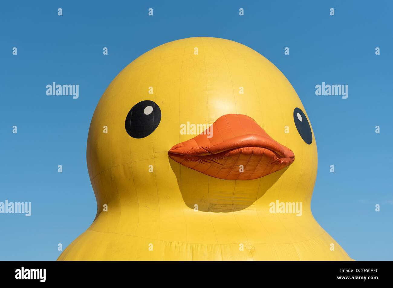 Giant Rubber Duck to Celebrate Canada's 150th Anniversary, Toronto ...