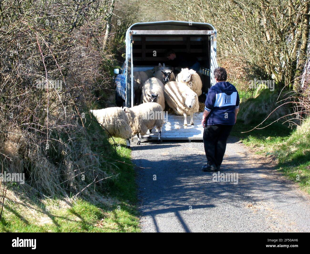 Unloading Sheep High Resolution Stock Photography and Images - Alamy