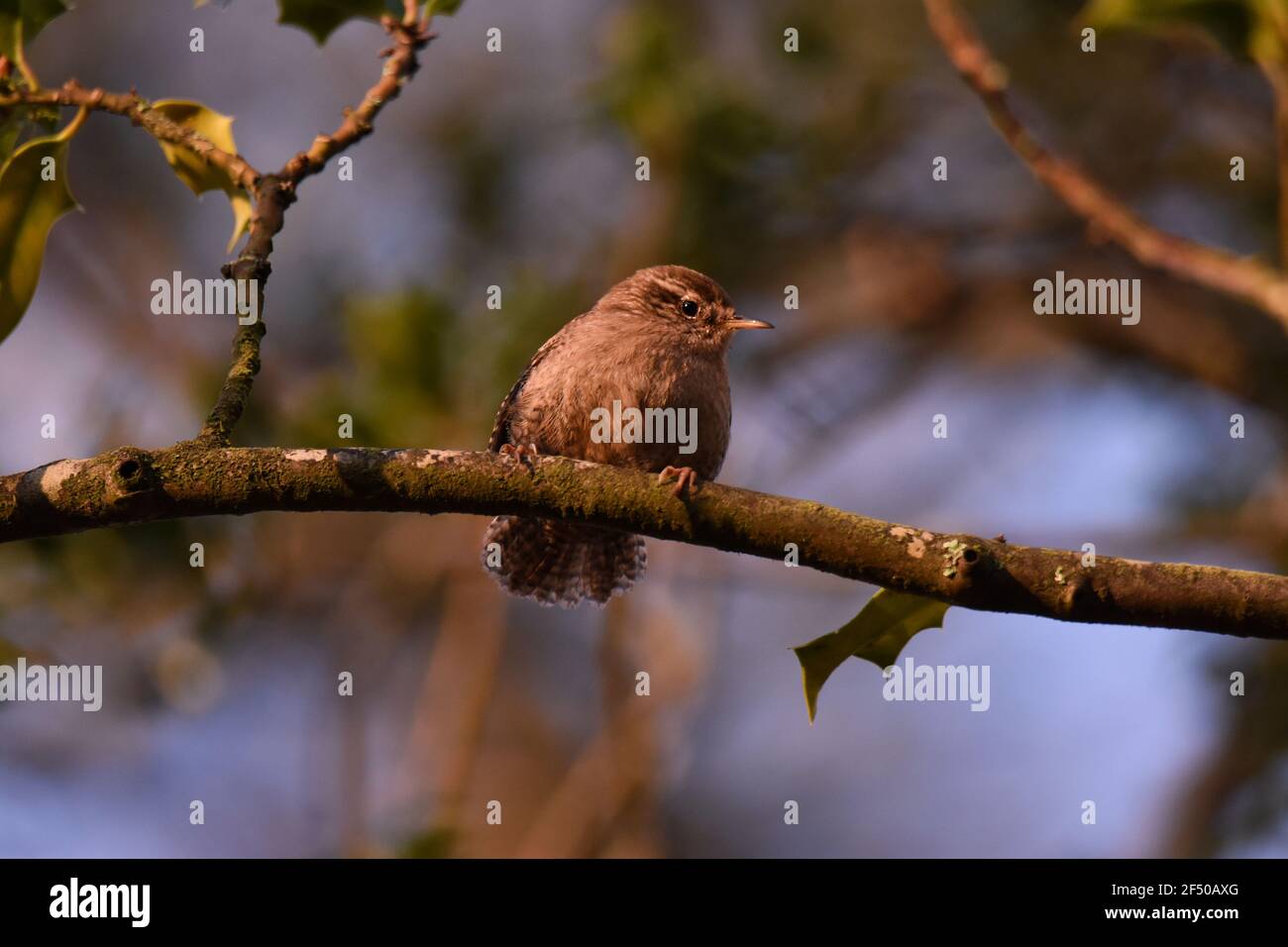 Nightingale bird flight hi-res stock photography and images - Alamy