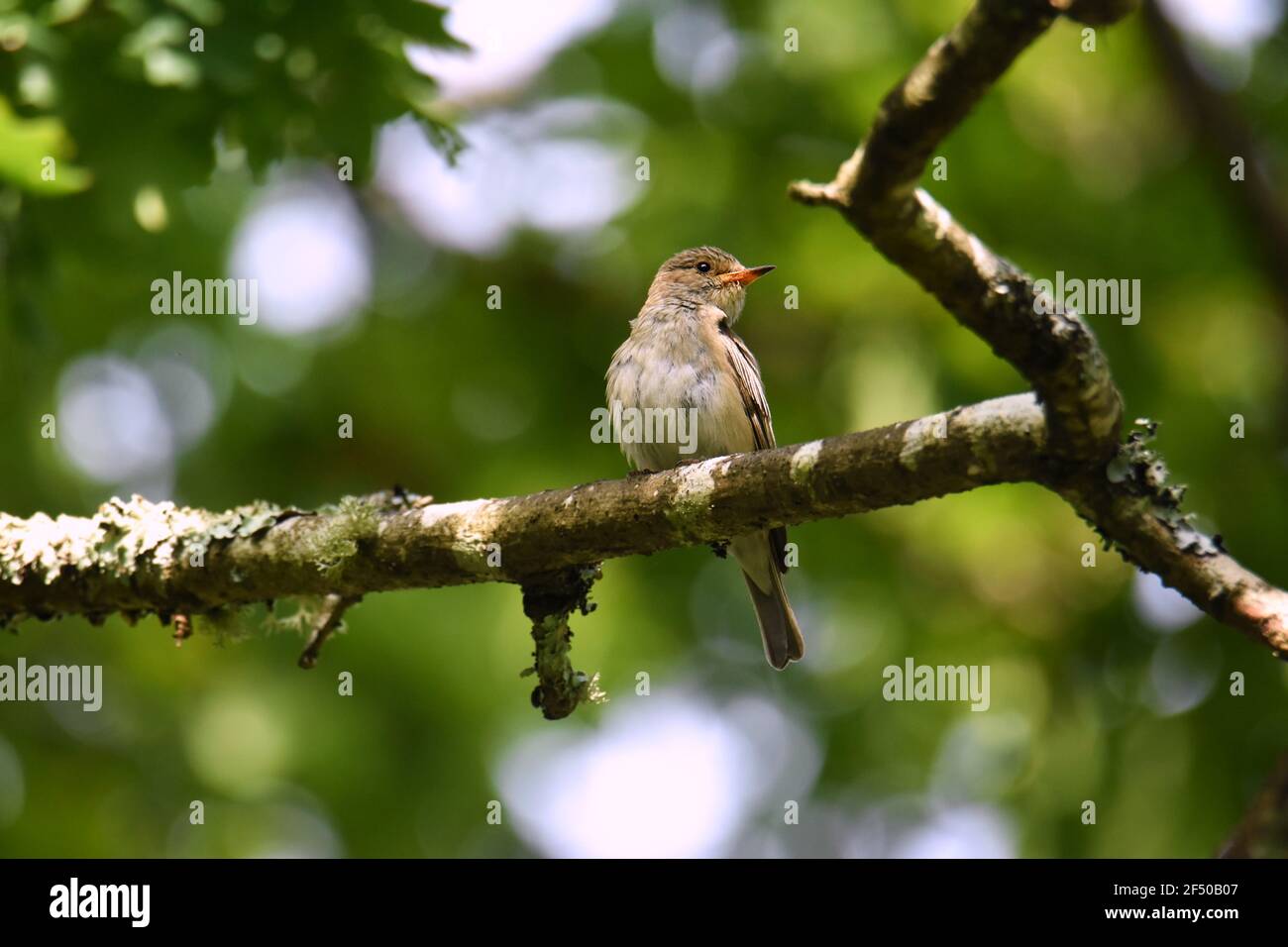 Nightingale bird flight hi-res stock photography and images - Alamy