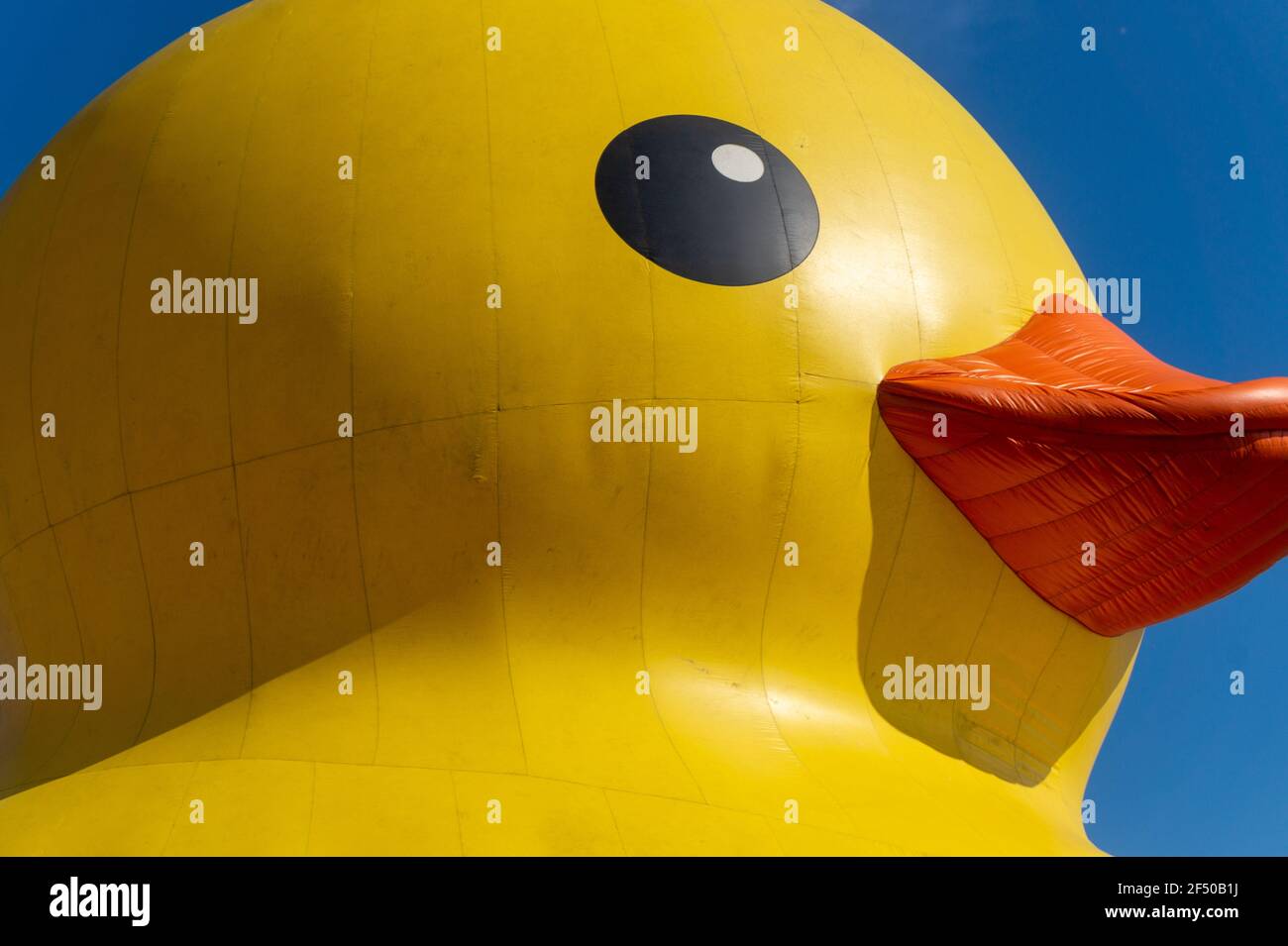 Giant Rubber Duck to Celebrate Canada's 150th Anniversary, Toronto ...