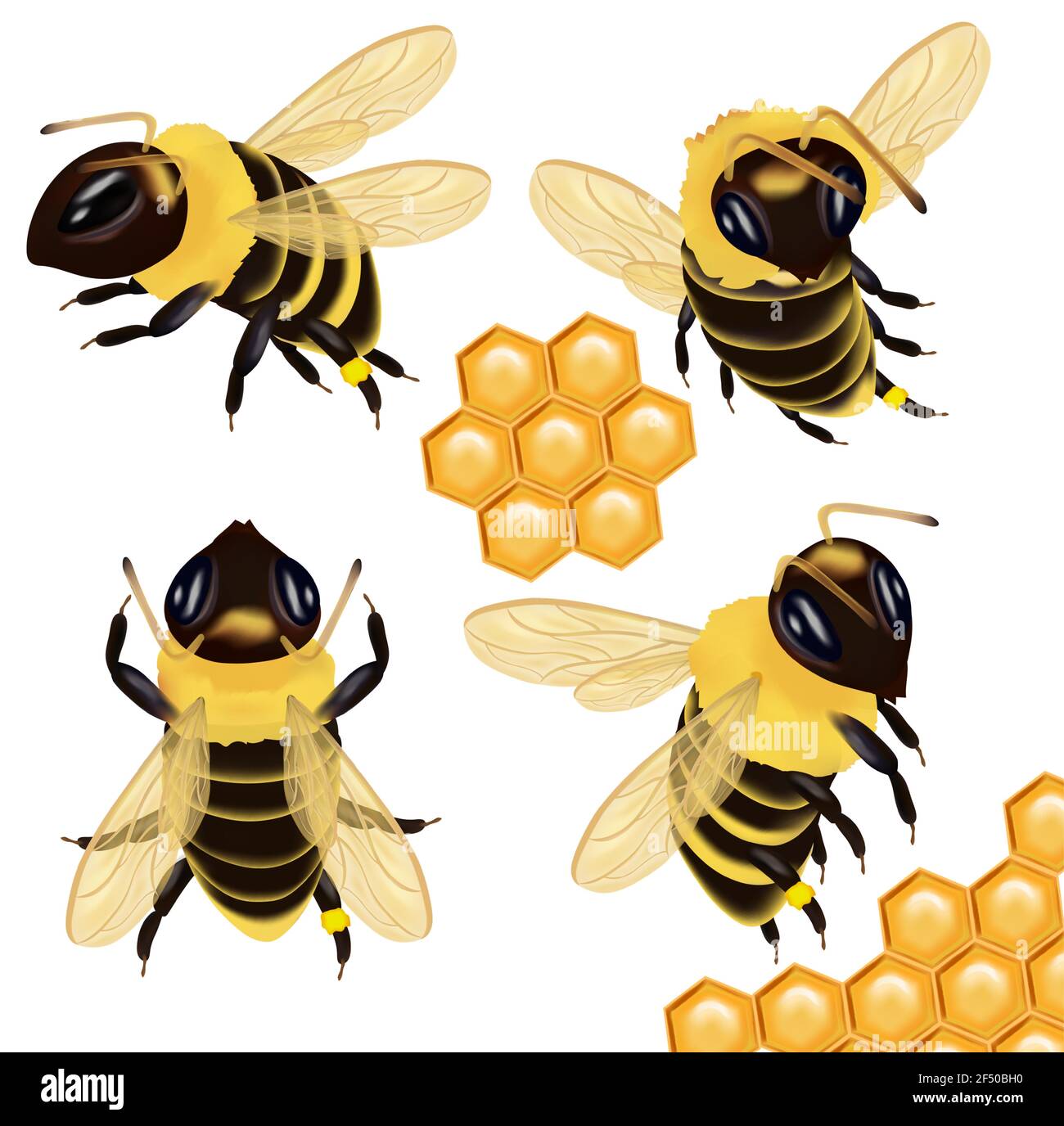 Set Honey bee from different angles on white background. Bee icon with ...