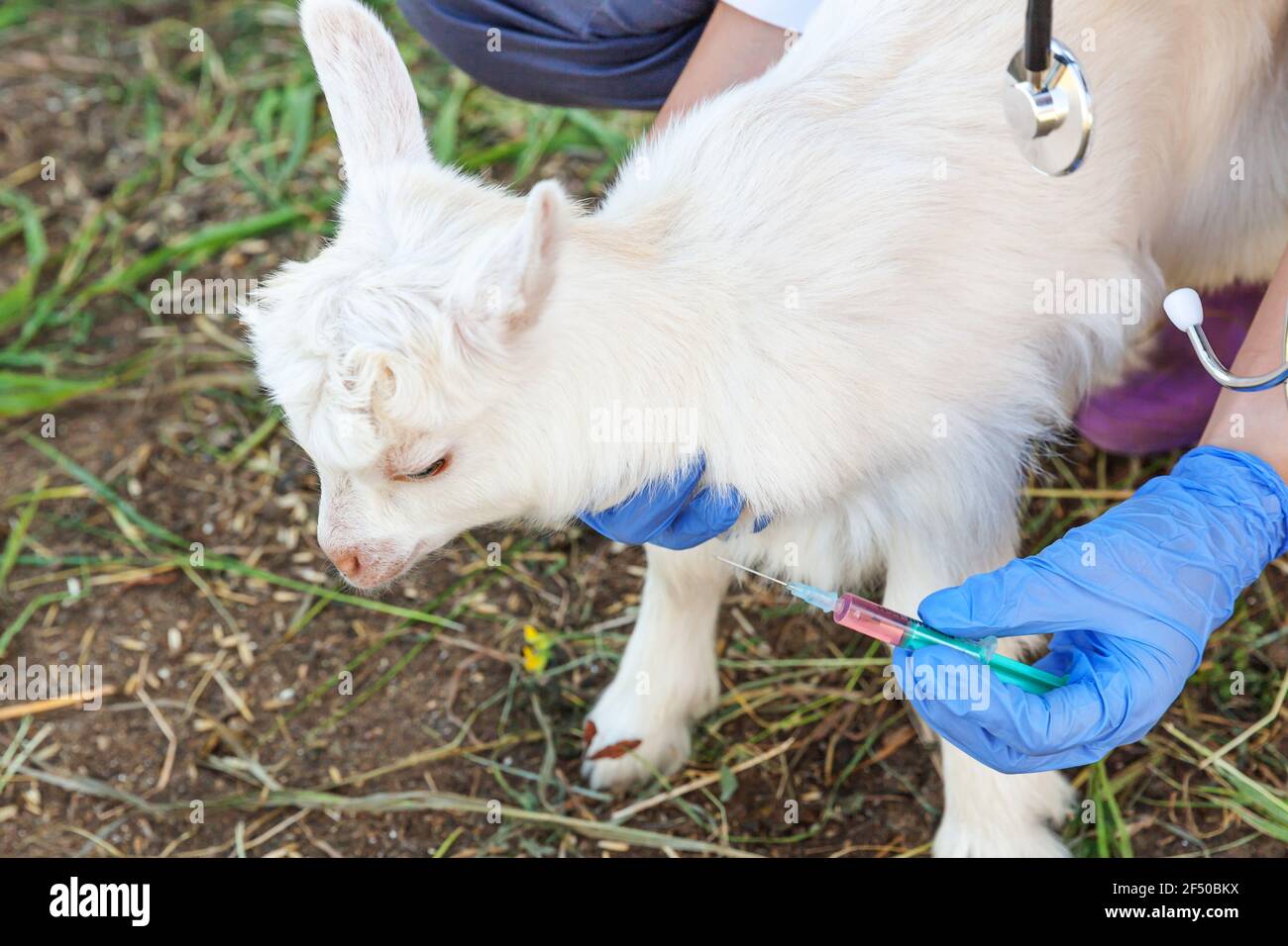 Young veterinarian woman with syringe holding and injecting goat kid on ...