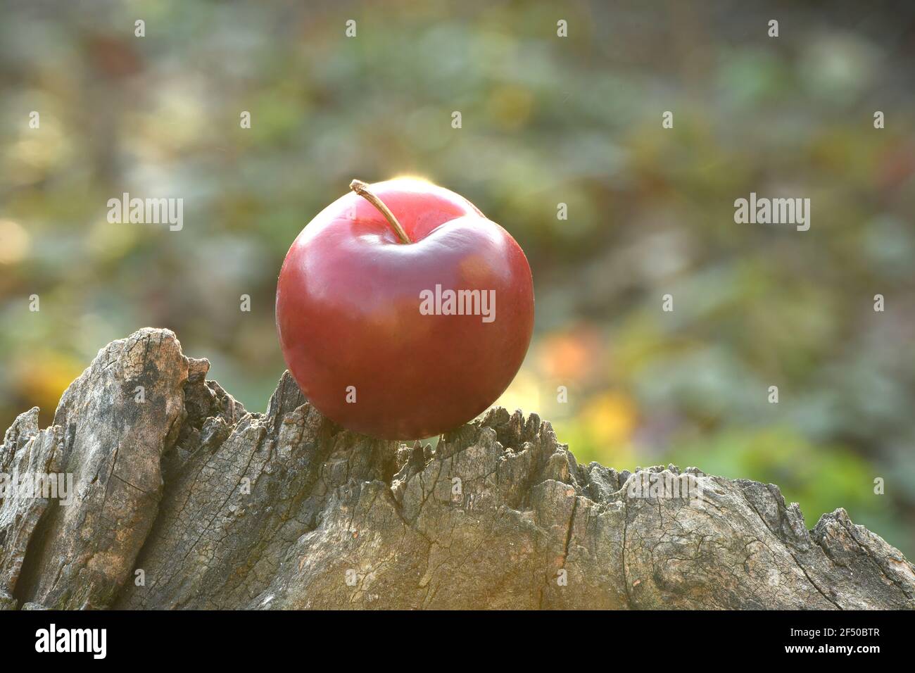 Cutout stump hi-res stock photography and images - Alamy