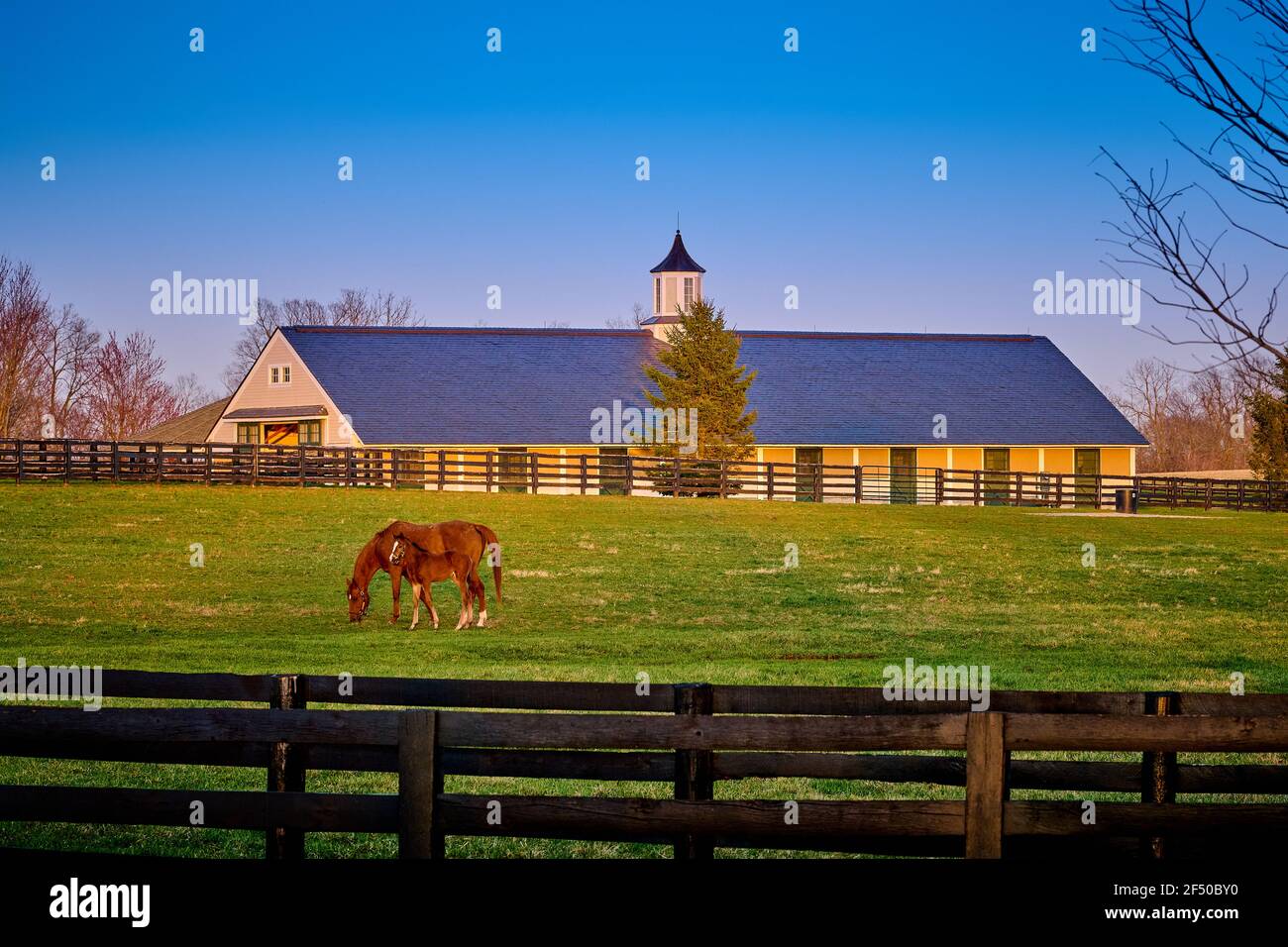A mare and foal grazing on early spring grass with horse barn in the ...