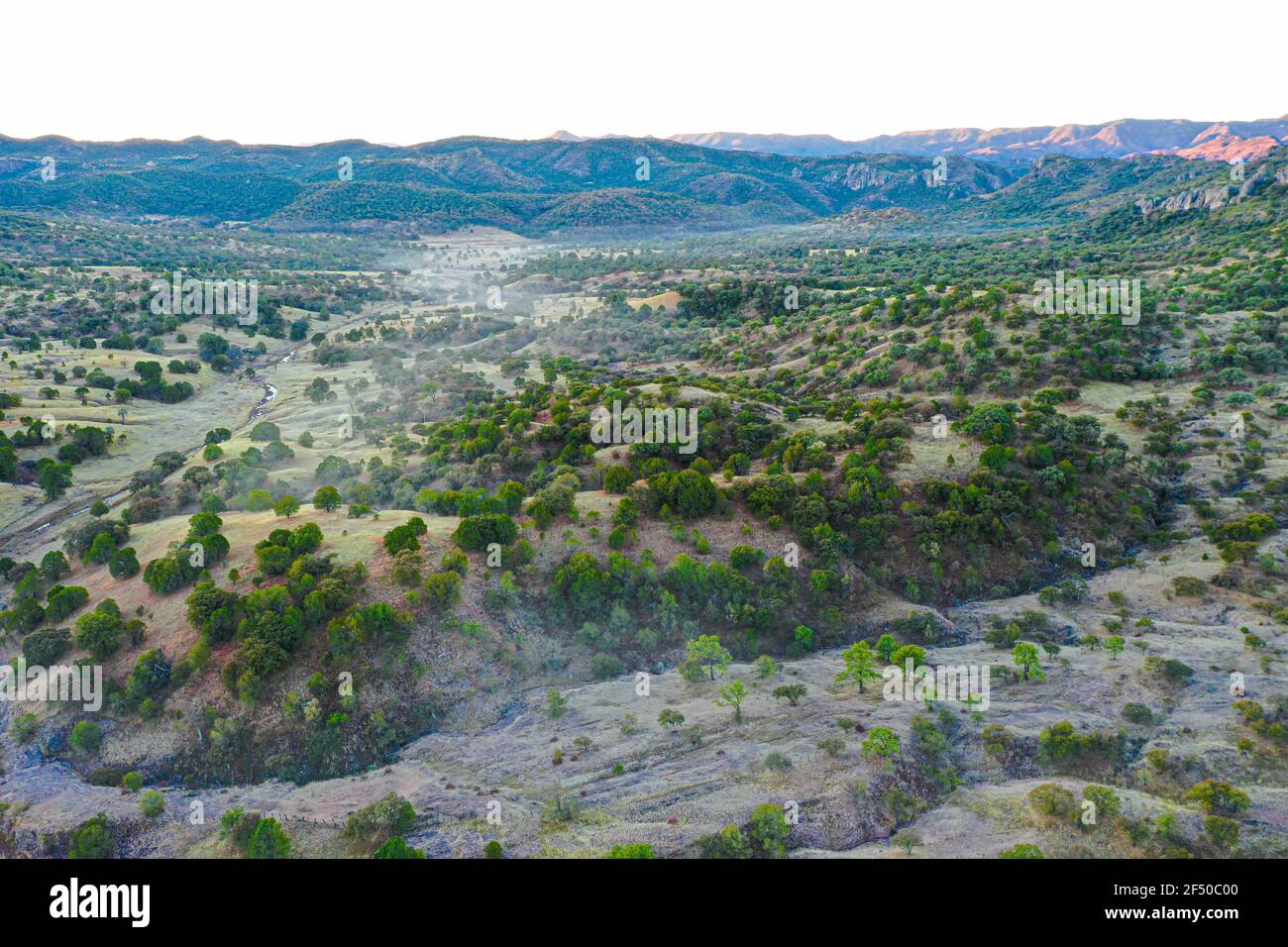 Aerial view of the oak forest in the Matarachi mountains in the ...