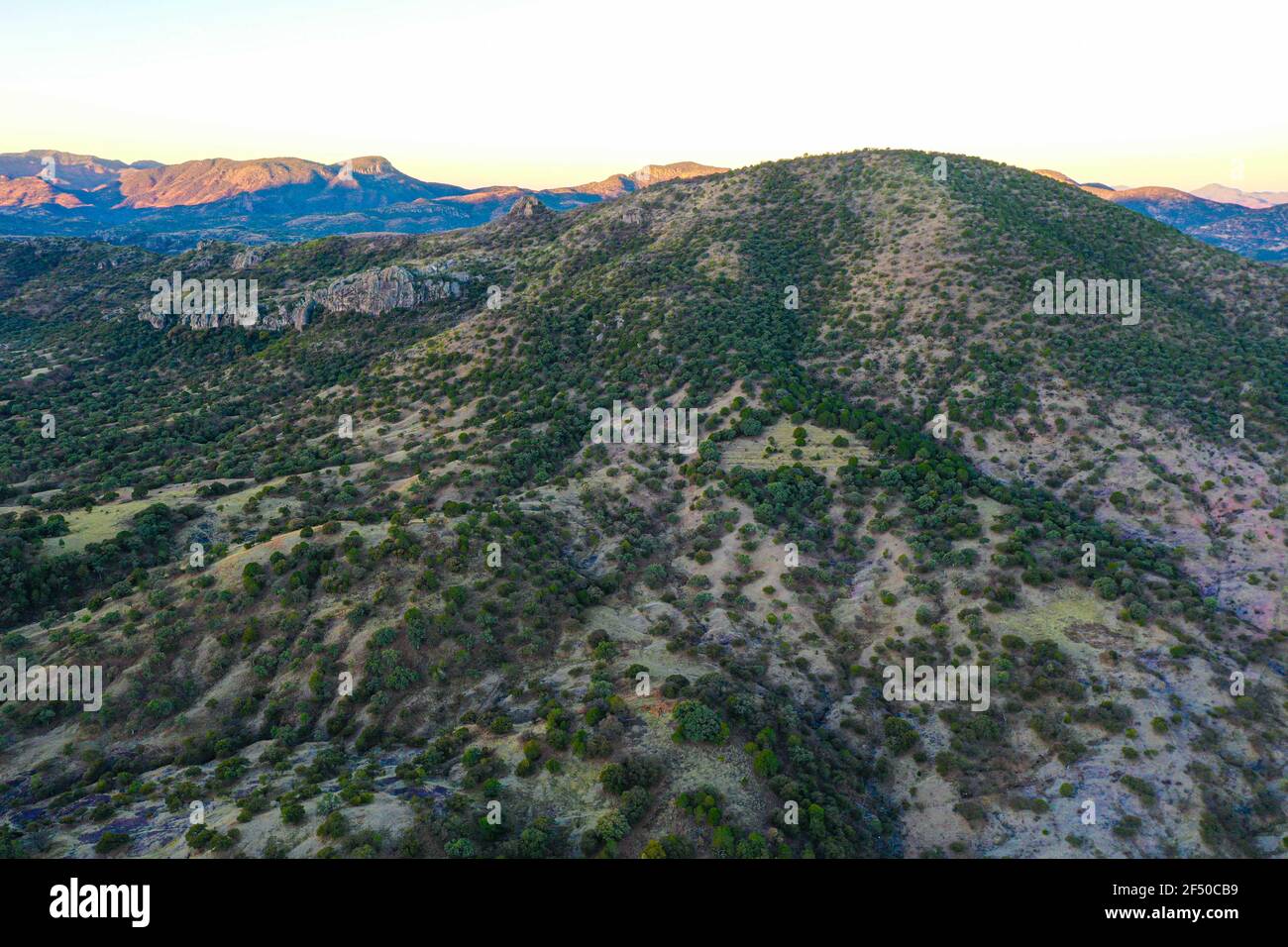 Aerial view of the oak forest in the Matarachi mountains in the ...