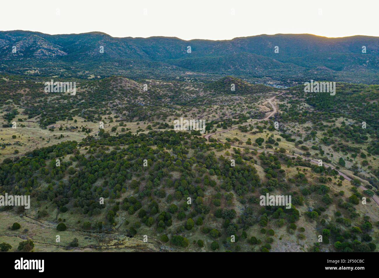 Aerial view of the oak forest in the Matarachi mountains in the ...