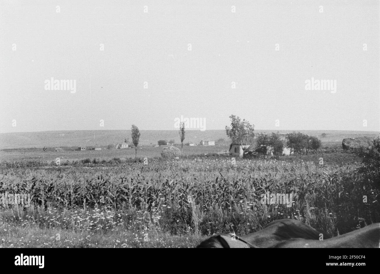 Second World War. Soviet Union. View over a field with corn and ...