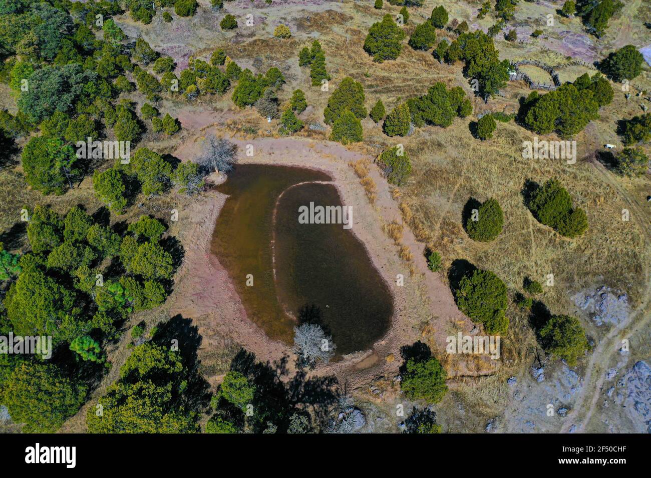 Dam or dike between the patizal valley and the oak forest in Matarachi ...