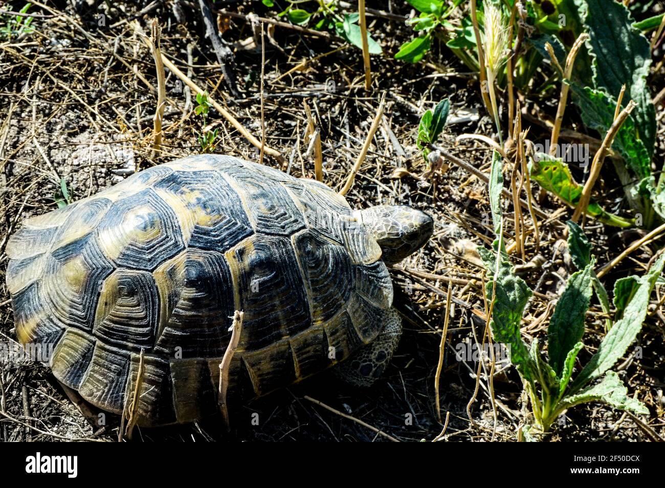 Closeup of a Greek or spur-thighed tortoise resting on the ground ...