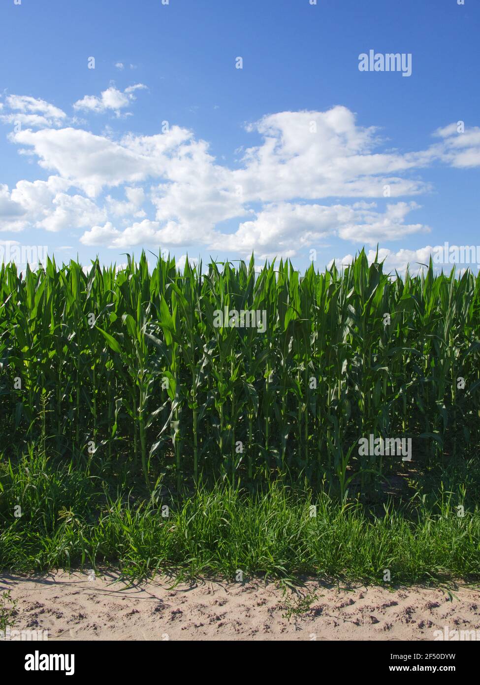 Plants of corn on a farm plot. Farmland. Growing corn. Agro-landscape ...