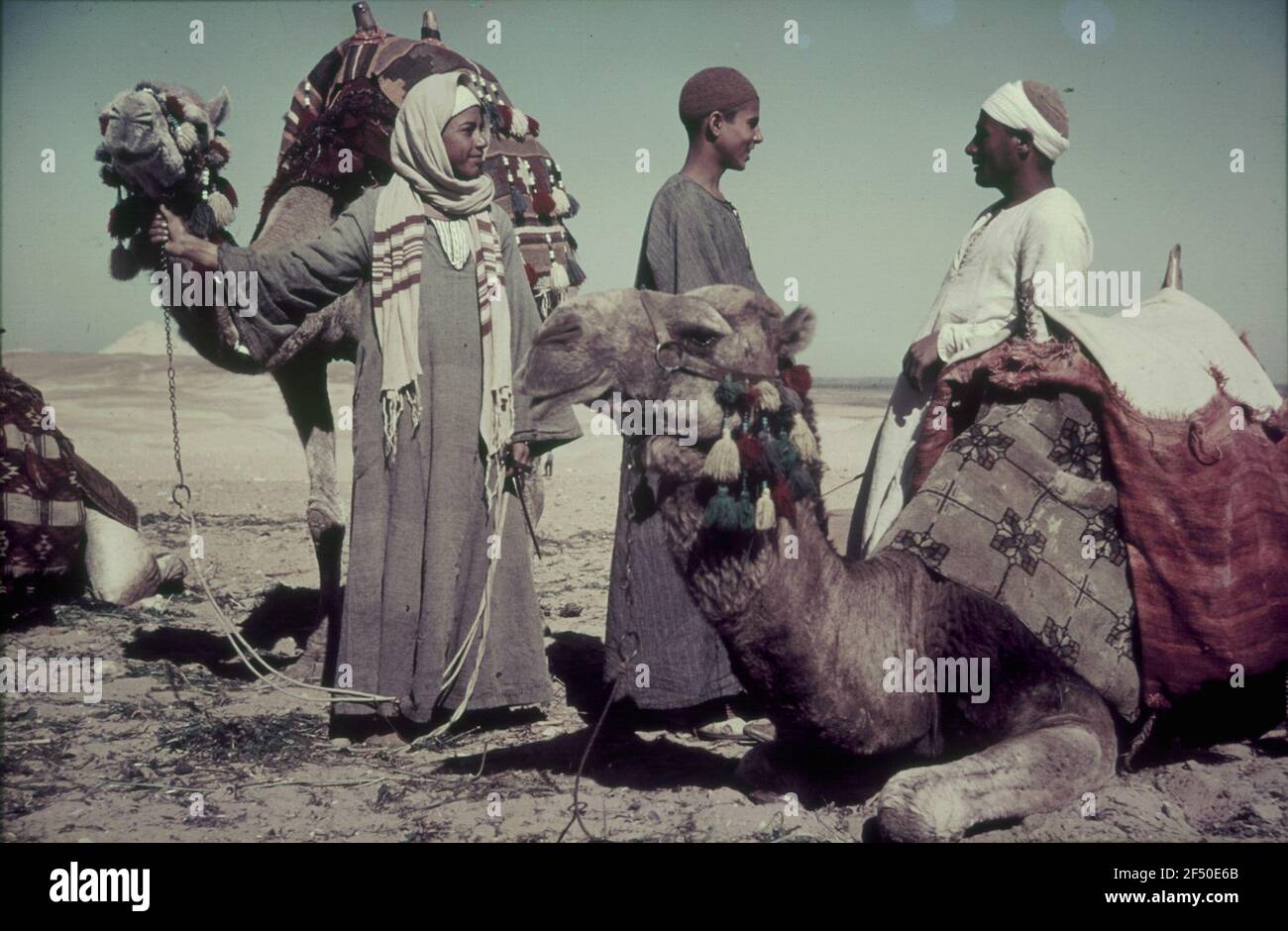 Travel photos Egypt. Camel leader in the desert Stock Photo - Alamy