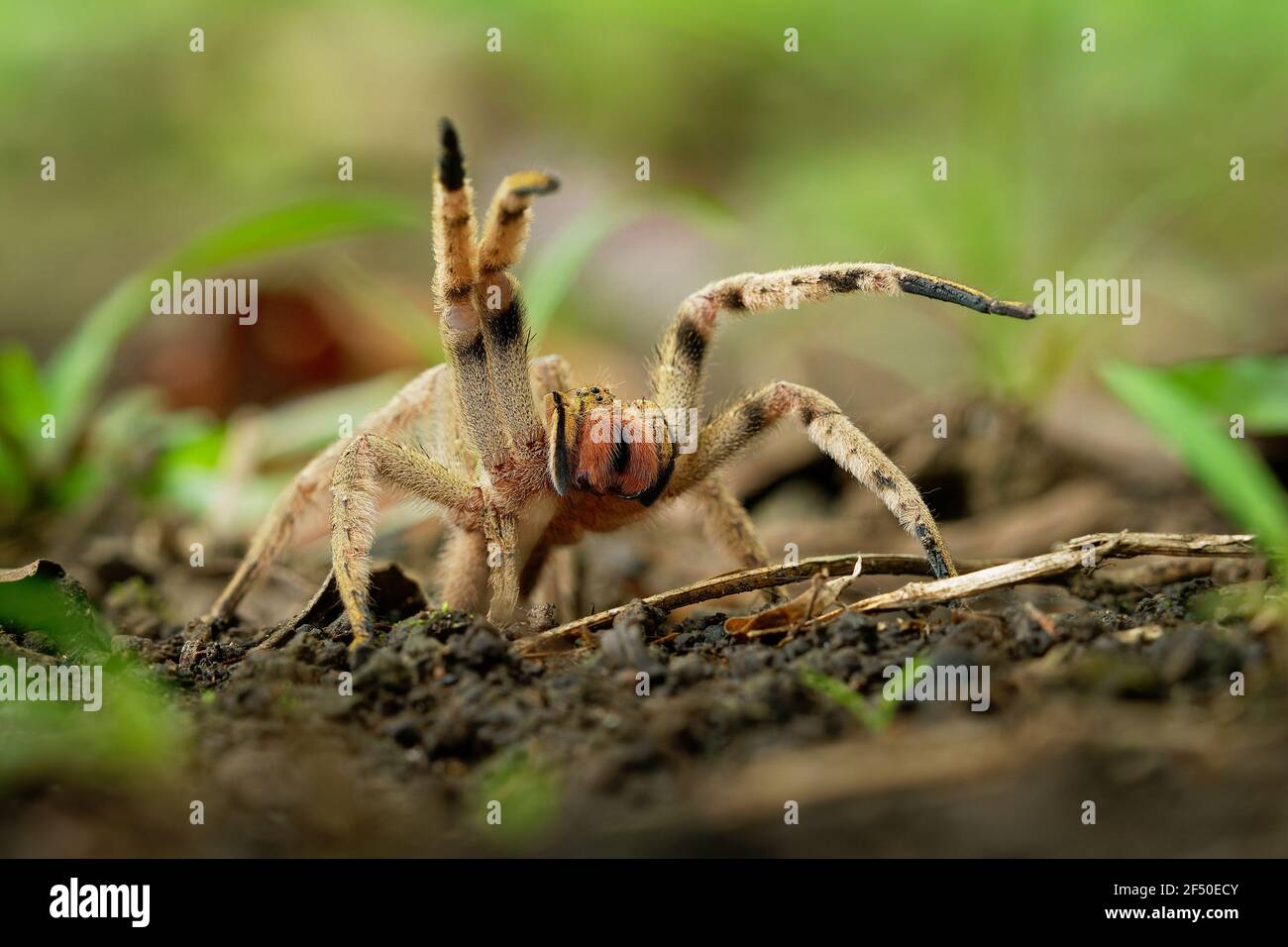 Wandering spider brazil hi-res stock photography and images - Alamy