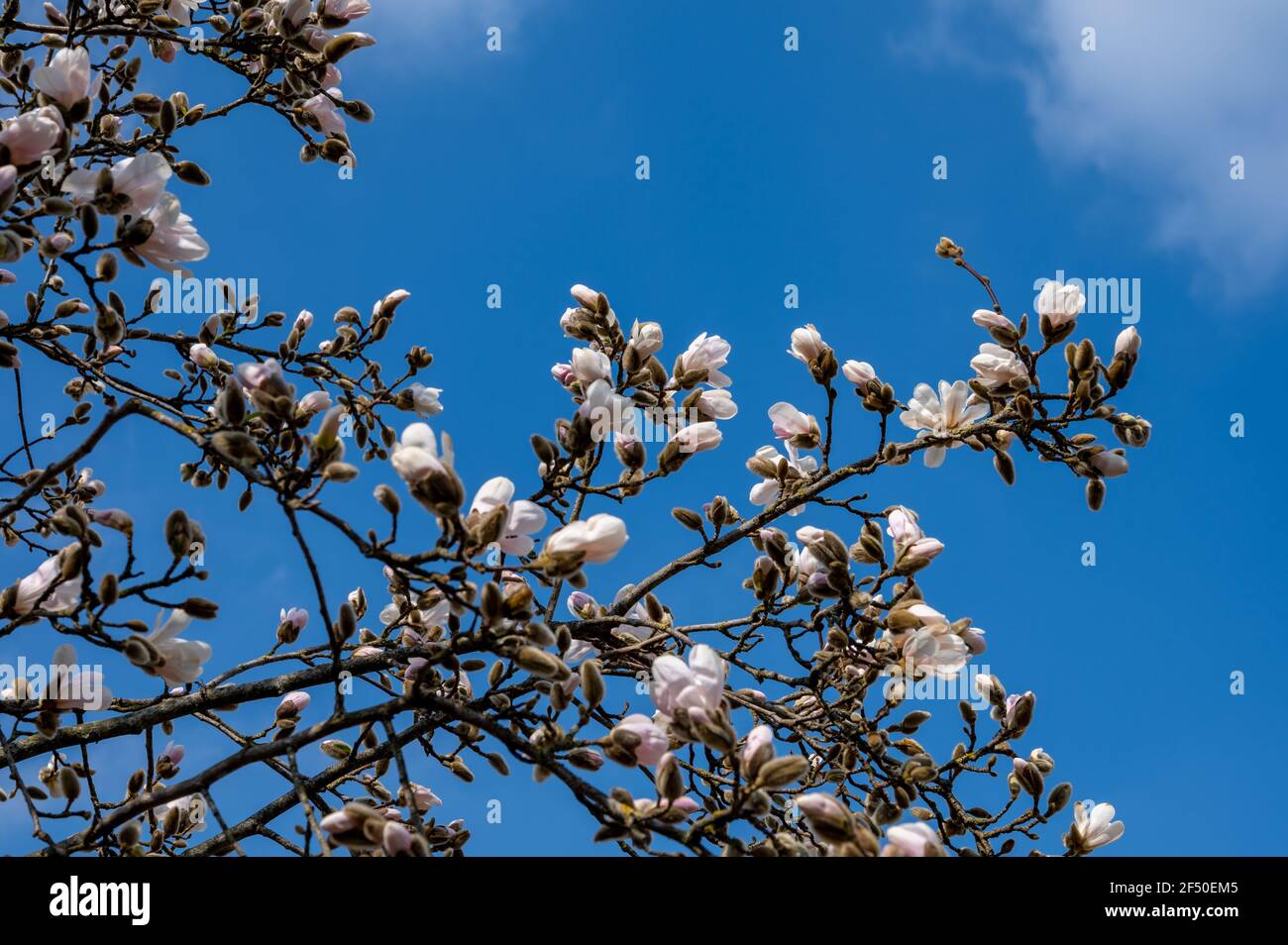 Spring blossom of white magnolia tree in sunny day with blue sky ...