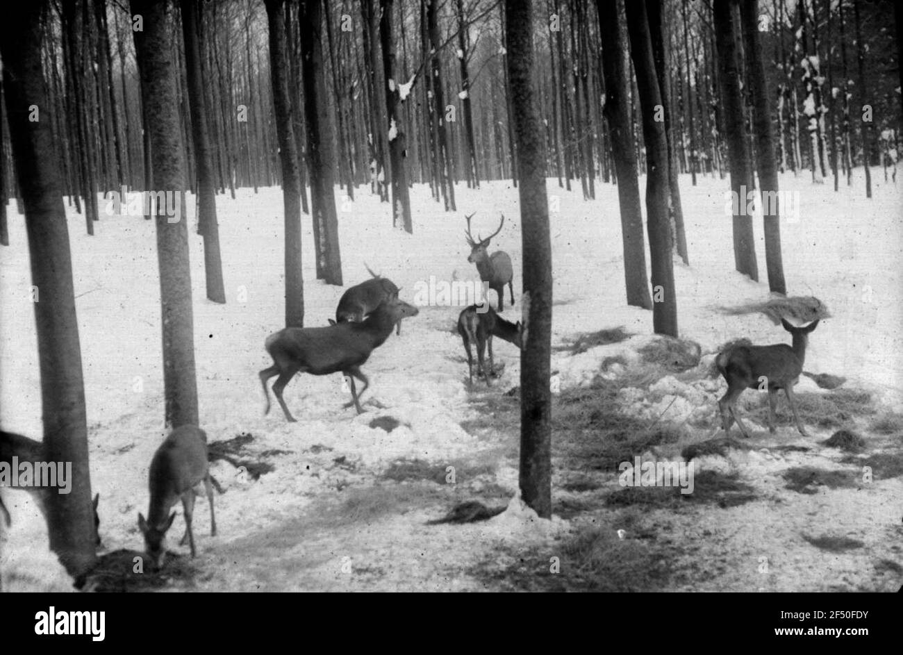 Wildlife friendly spaces Black and White Stock Photos & Images - Alamy