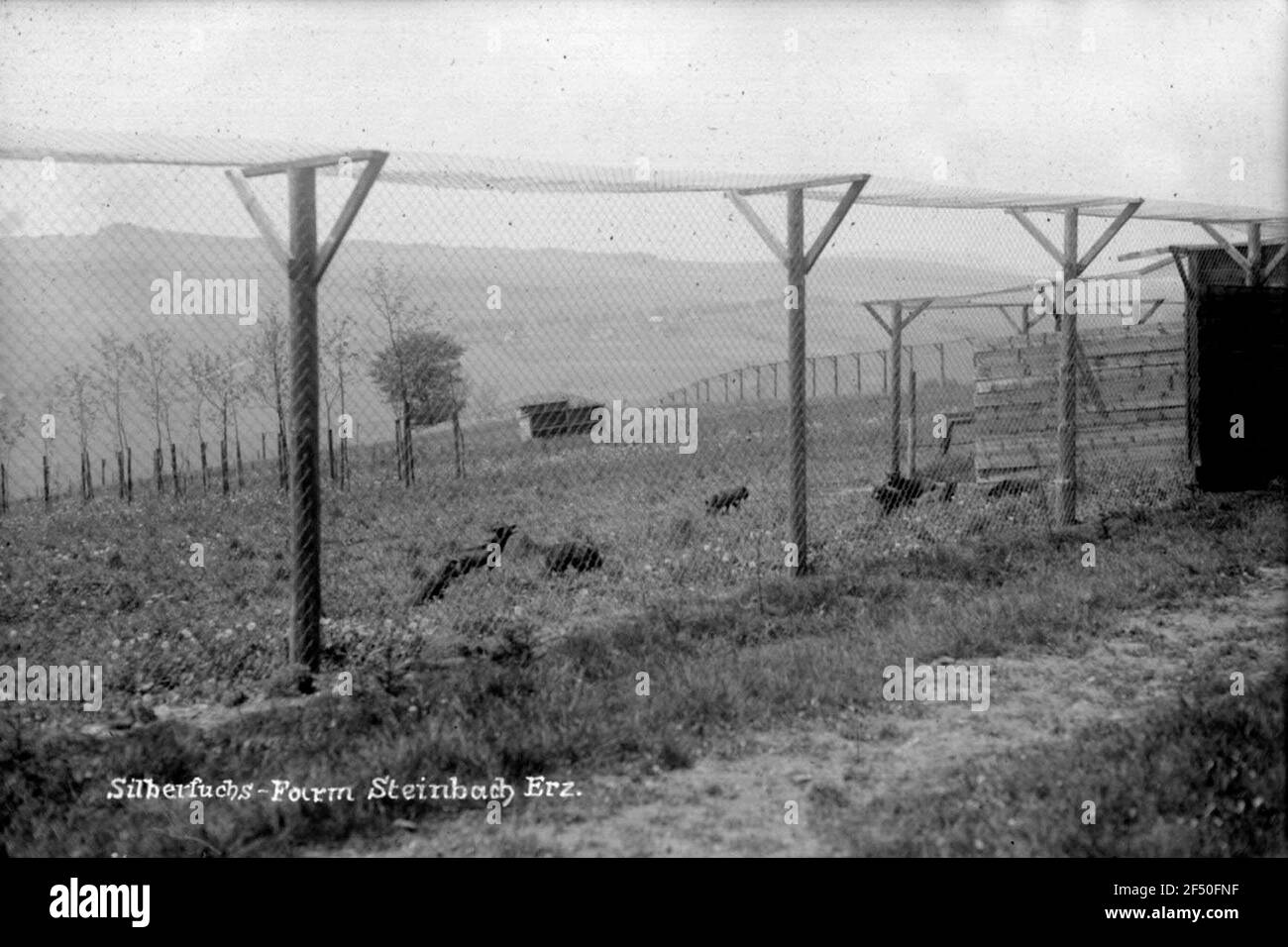 Silver fox farm - plant with foxes Stock Photo - Alamy